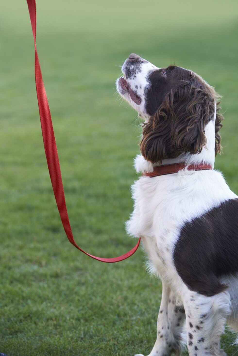 Best Dog Training in NY and CT - Wiggles Pet Resort