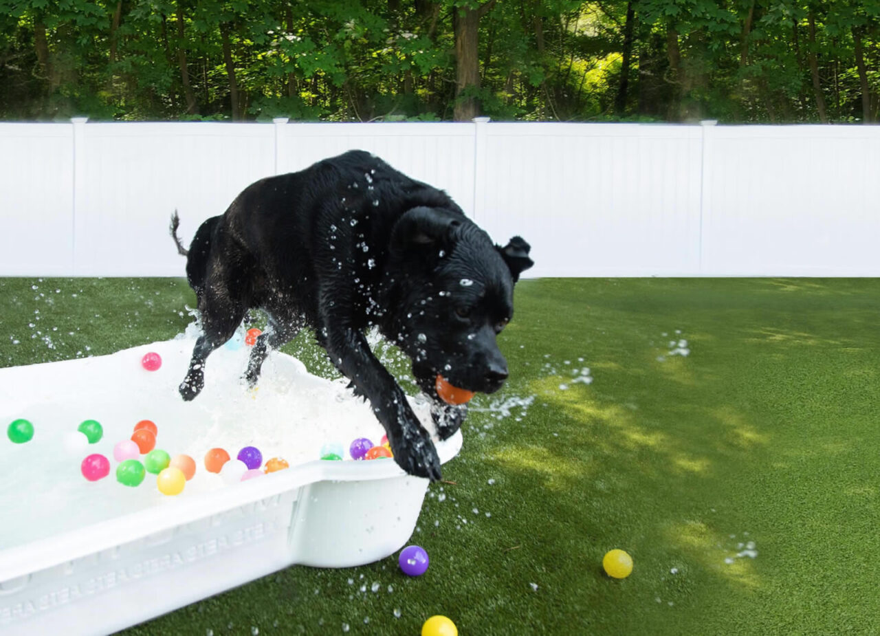 Premier Pet Care Services in NY and CT - Wiggles Pet Resort