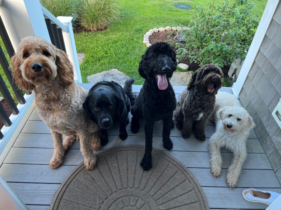 Wiggles at Middlebury | Wiggles Pet Resort